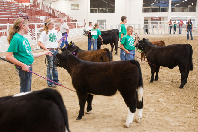 Fun and learning involved as 4-H'ers show their cattle