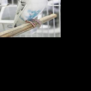 Parakeet singing, chirping again in new home at Grand Island library