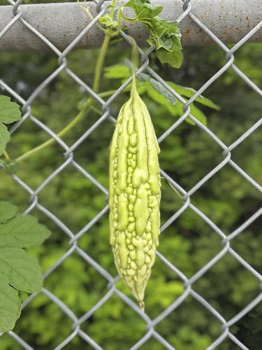 Bitter melon an Asian favorite. Here are 3 ways to cook it