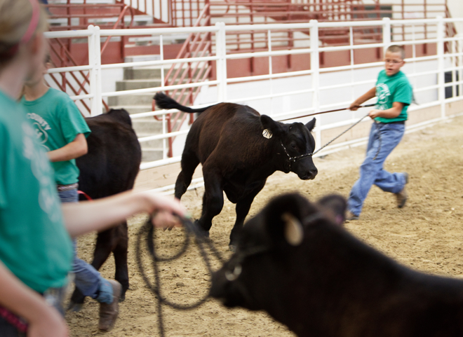 Fun and learning involved as 4-H'ers show their cattle