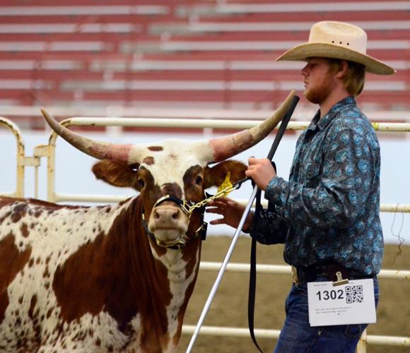 Longhorn show brings families together