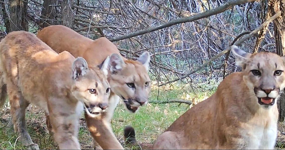 Nebraska Game & Parks Commission considers expanding mountain lion hunting to Wildcat Hills