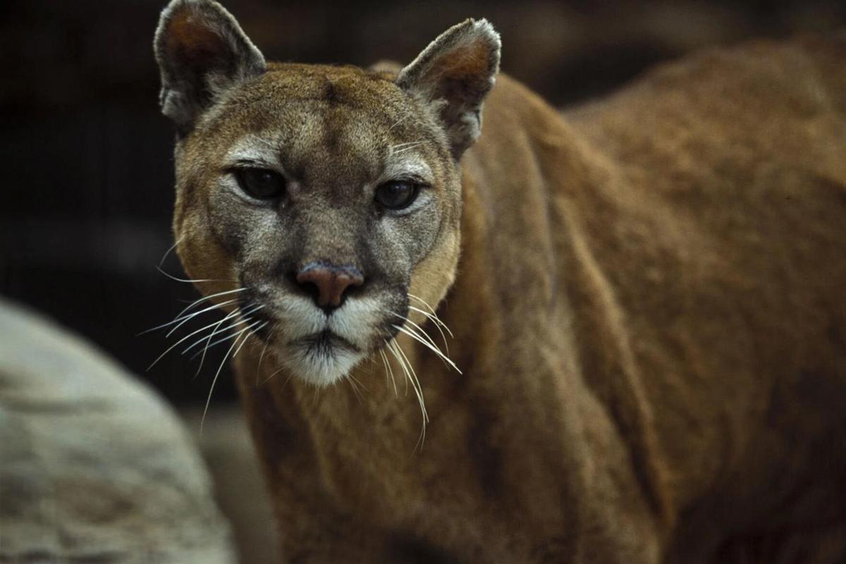 Mountain lion spotted in southwest Omaha, Nebraska Game and Parks confirms