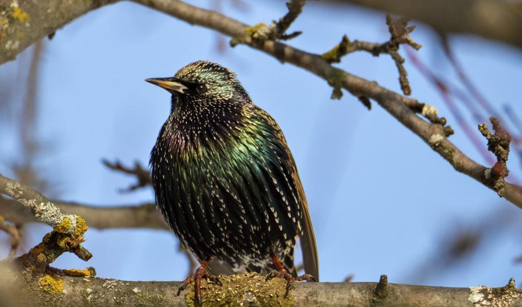 Grand Island to begin starling-reduction program next week