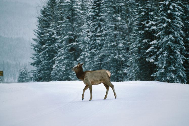 Elizabeth Exstrom: Roller-coaster temps hard on landscapes, residents