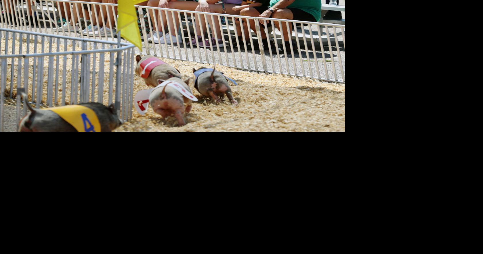 PHOTOS: Pig races always a sight at Nebraska State Fair