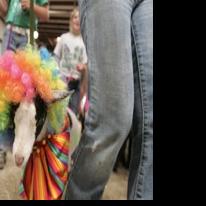Costumes make goats stand out in fair contest