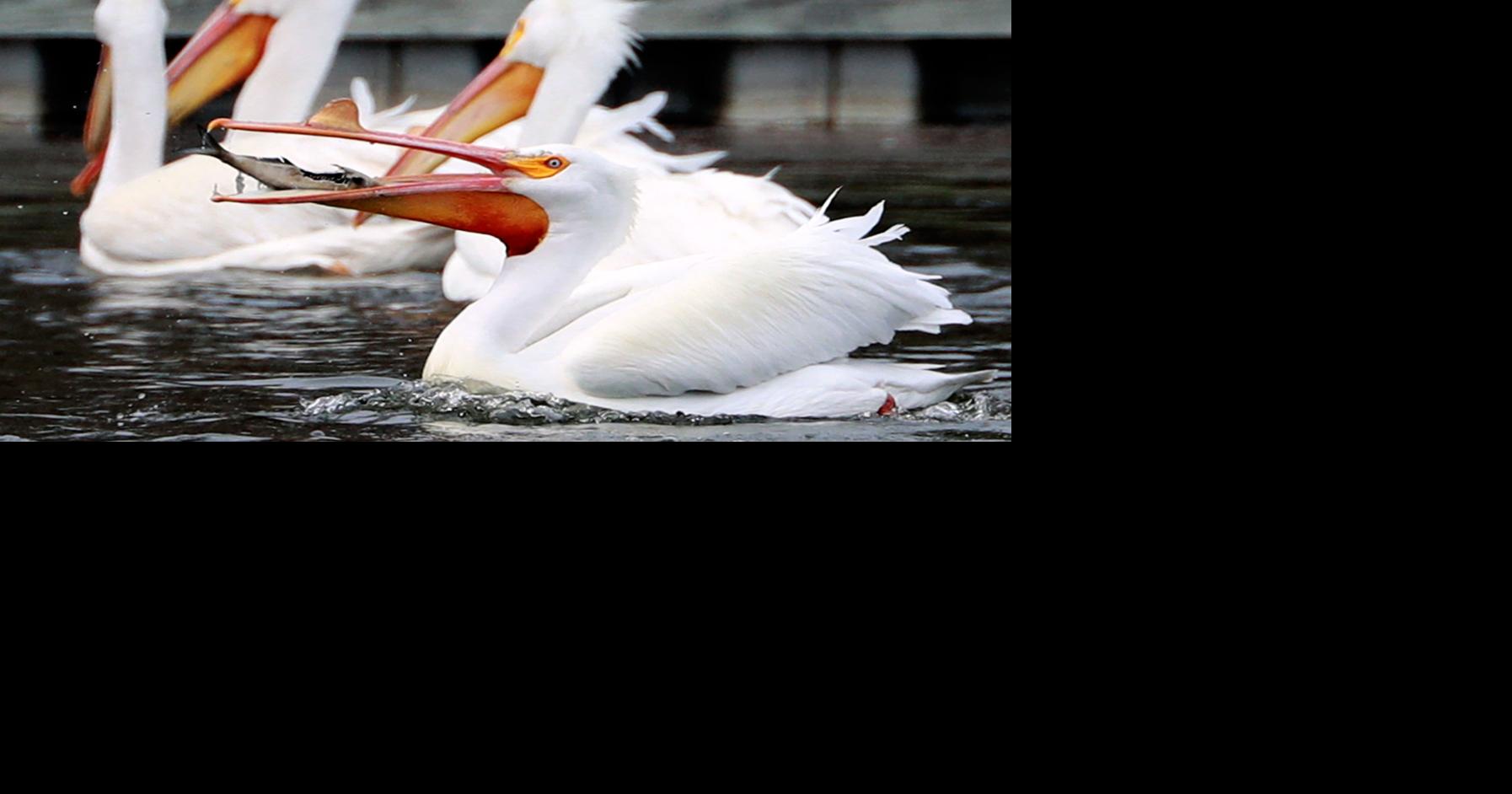 Pelican migration is peaking through Central Nebraska