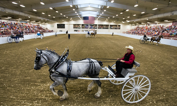 Draft horses continue to draw a crowd at State Fair