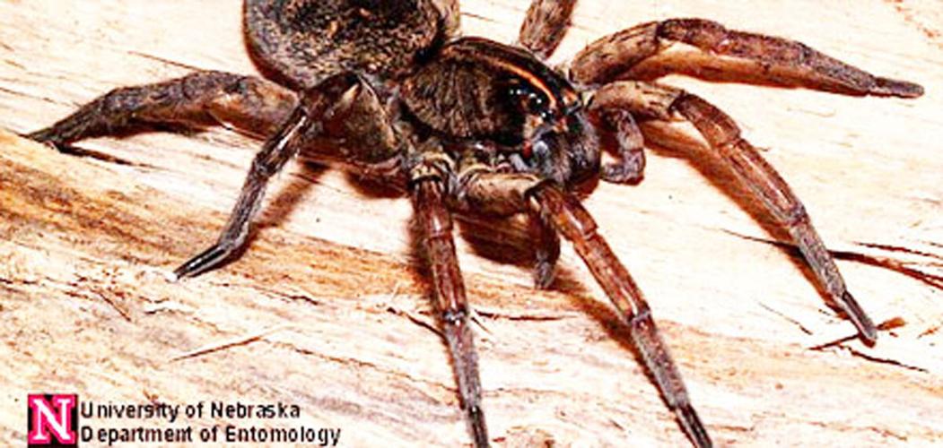 Elizabeth Exstrom: Spiders, crickets among unwelcome houseguests