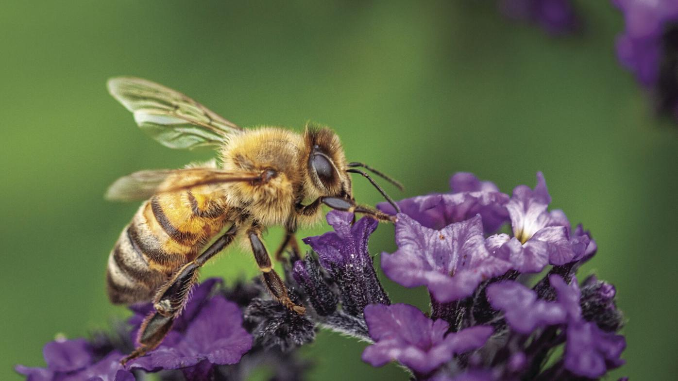 Michigan Flowers For Bees | Best Flower Site