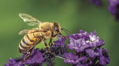 The Vital Role of Honeybees in Rosh Hashanah Celebration | Holiday ...