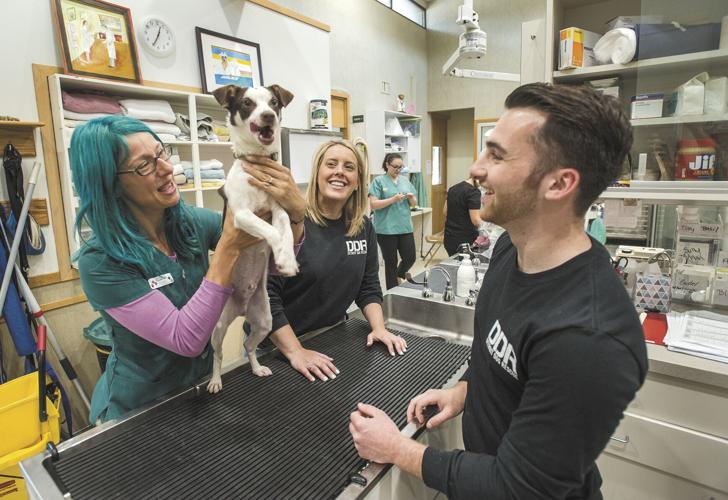 Detroit Dog Rescue saves the city’s stray dogs through adoption ...