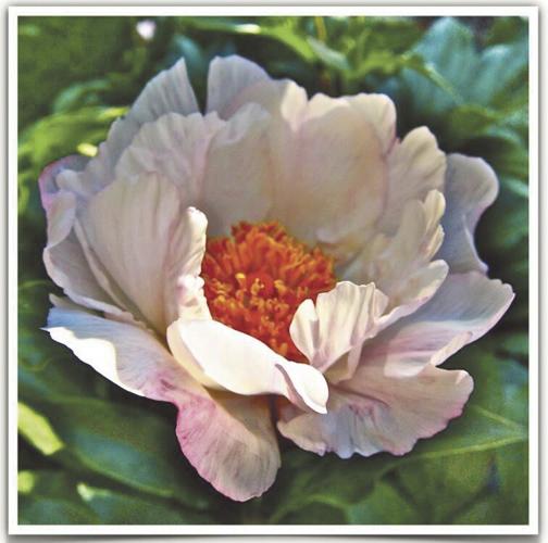 In Living Color: Steven Tapper’s photographs celebrate what’s right ...