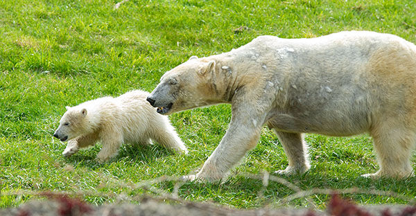After 28 Years, Detroit Zoo’s Ron Kagan to Retire | Community ...