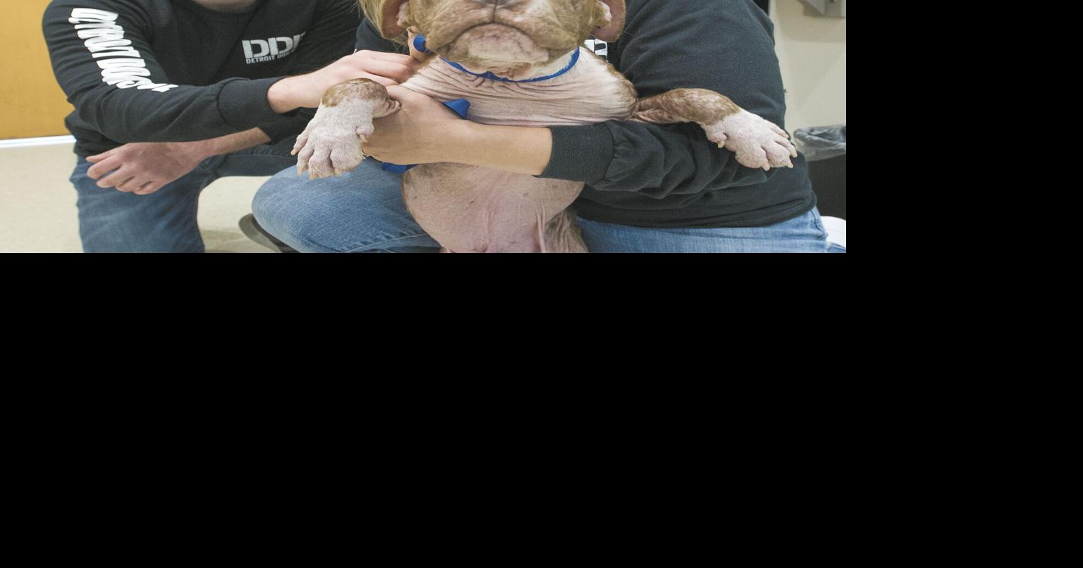 Detroit Dog Rescue saves the city’s stray dogs through adoption ...