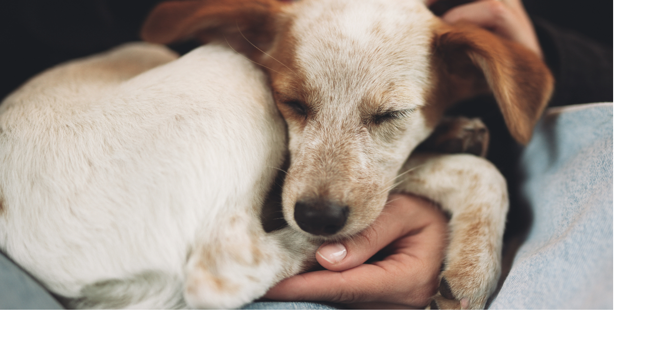 How dogs are bringing comfort to released hostages and their families ...