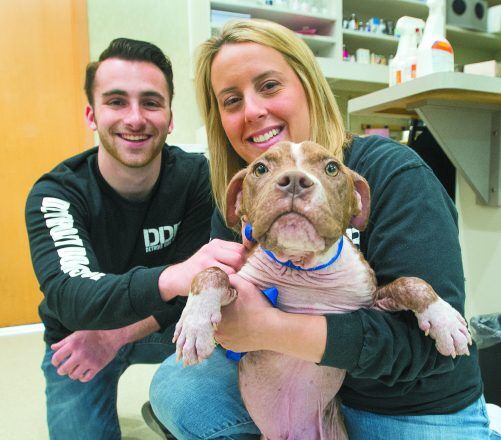Detroit Dog Rescue saves the city’s stray dogs through adoption ...