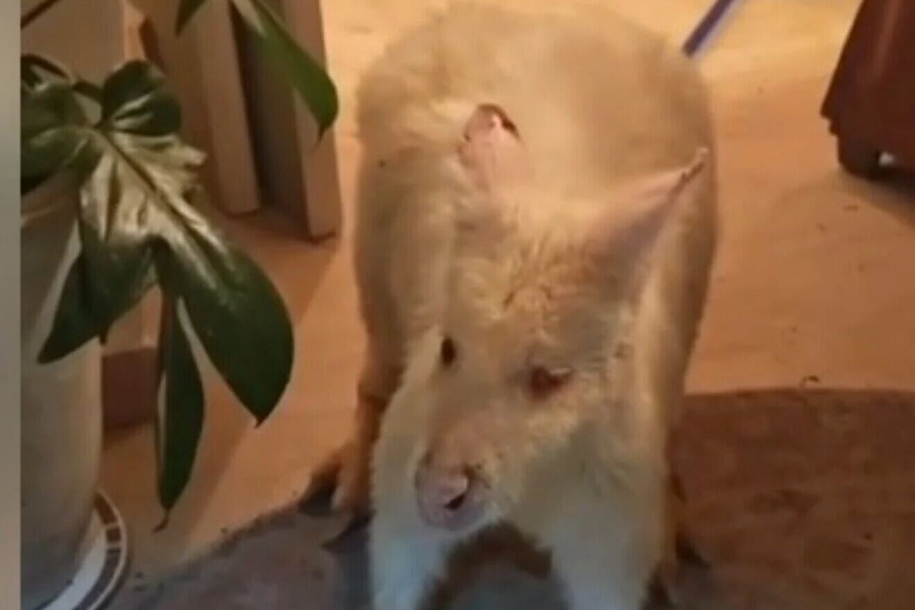 Stolen Albino Kangaroo Found in Tel Aviv Flat | Israel | thejewishnews.com