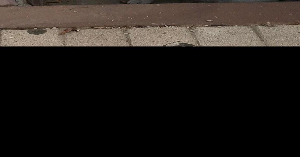 Tales From Israel – Millions And Millions Of Israeli Cats | Archives ...