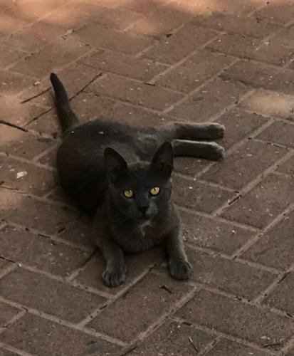 Tales From Israel – Millions And Millions Of Israeli Cats | Archives ...