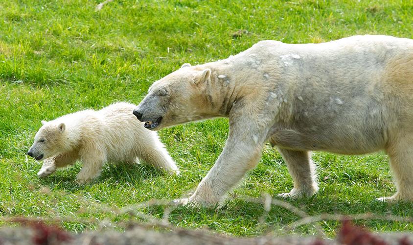 After 28 Years, Detroit Zoo’s Ron Kagan to Retire | Community ...