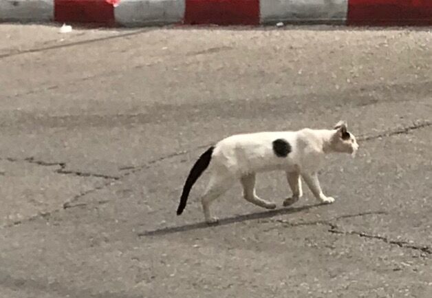 Tales From Israel – Millions And Millions Of Israeli Cats | Archives ...