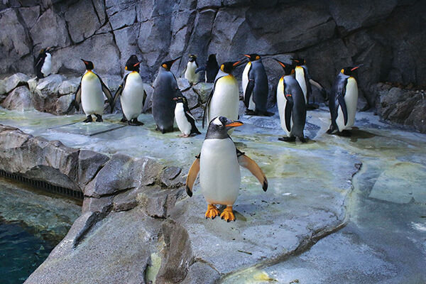 After 28 Years, Detroit Zoo’s Ron Kagan to Retire | Community ...