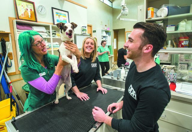 Detroit Dog Rescue saves the city’s stray dogs through adoption ...