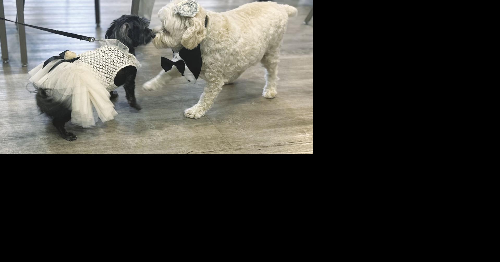 Jewish Senior Life Hosts Canine Wedding at Meer Apartments | Community ...