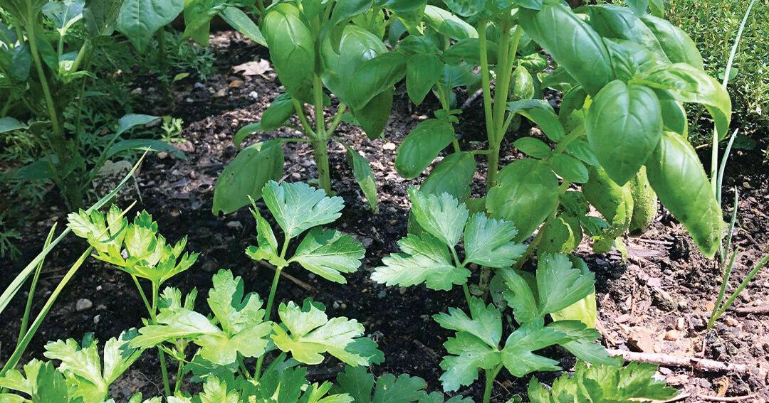 From the Home Garden of Chef Aaron Egan: Preserving Your Herbs | Nosh ...
