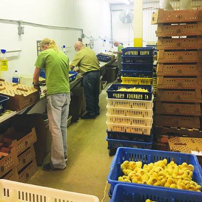Iowa hatchery urges proper care for baby chicks | News | thelandonline.com