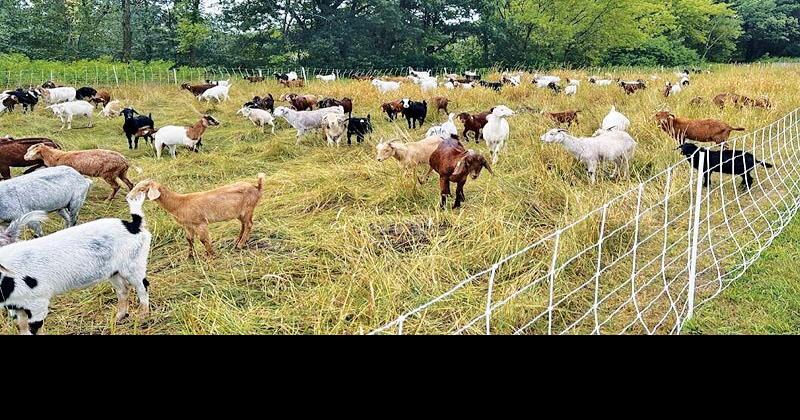 Grazing At Grams ‘sleep Creep And Leap News
