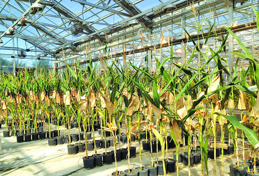 Beck’s Hybrids expands market to Minnesota, Dakotas | News ...
