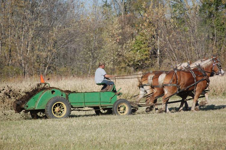 draft horses pulling together