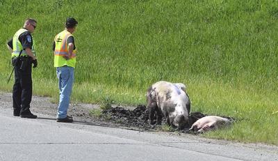 PETA to put billboard near site of hog accident | Mankato News ...