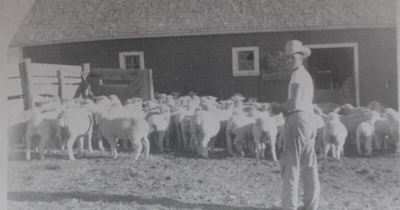 The Care and Feeding of a Sheep Shearer: Settling up — reflections on a ...
