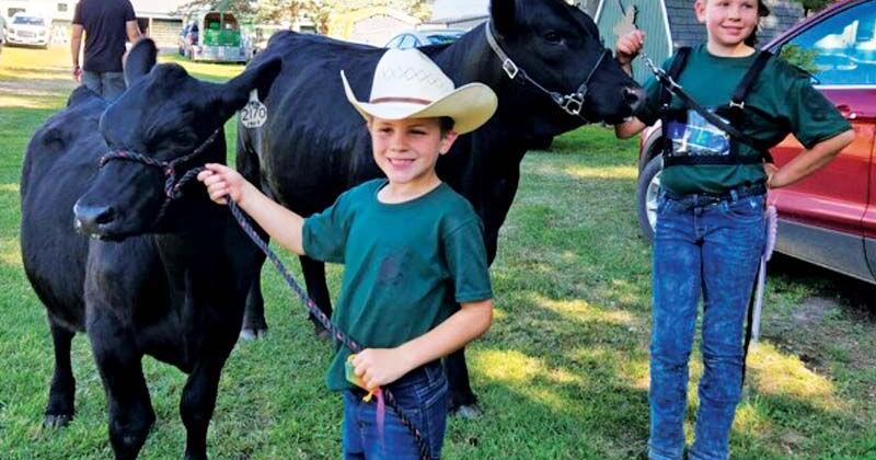 Developing a registered Angus herd is ‘a balancing act’ | News ...