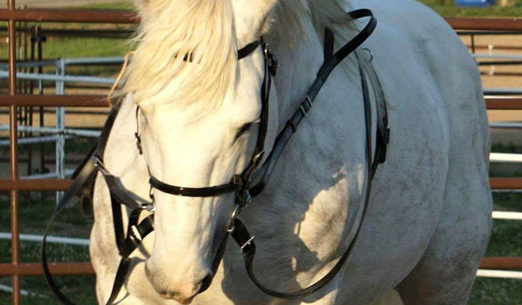 Rare French draft horse coming to Horse Expo | News | thelandonline.com