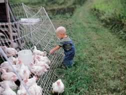Grass-fed chickens bring green to young Iowa family | News ...