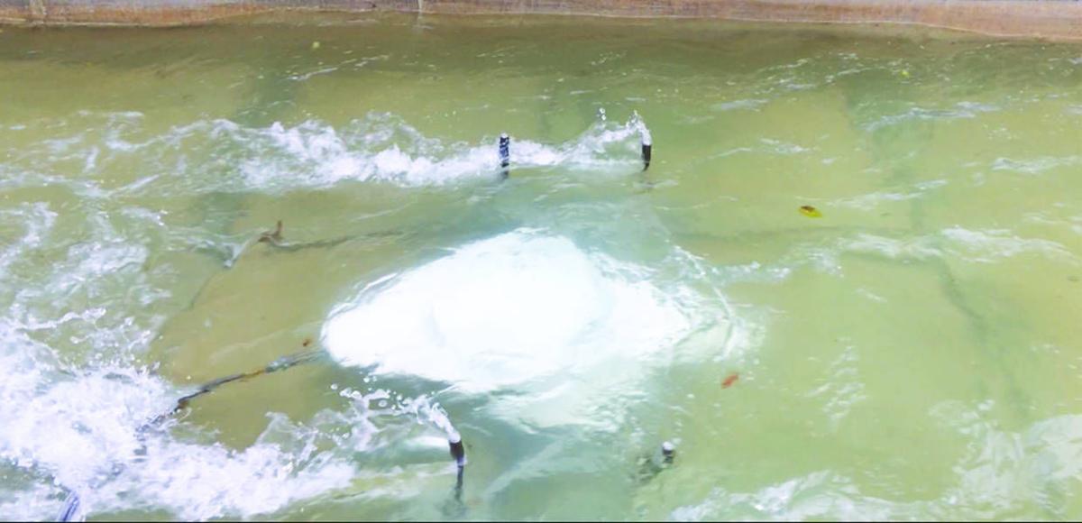 Volturnus V-Pod generates electricity in shallow water | News ...