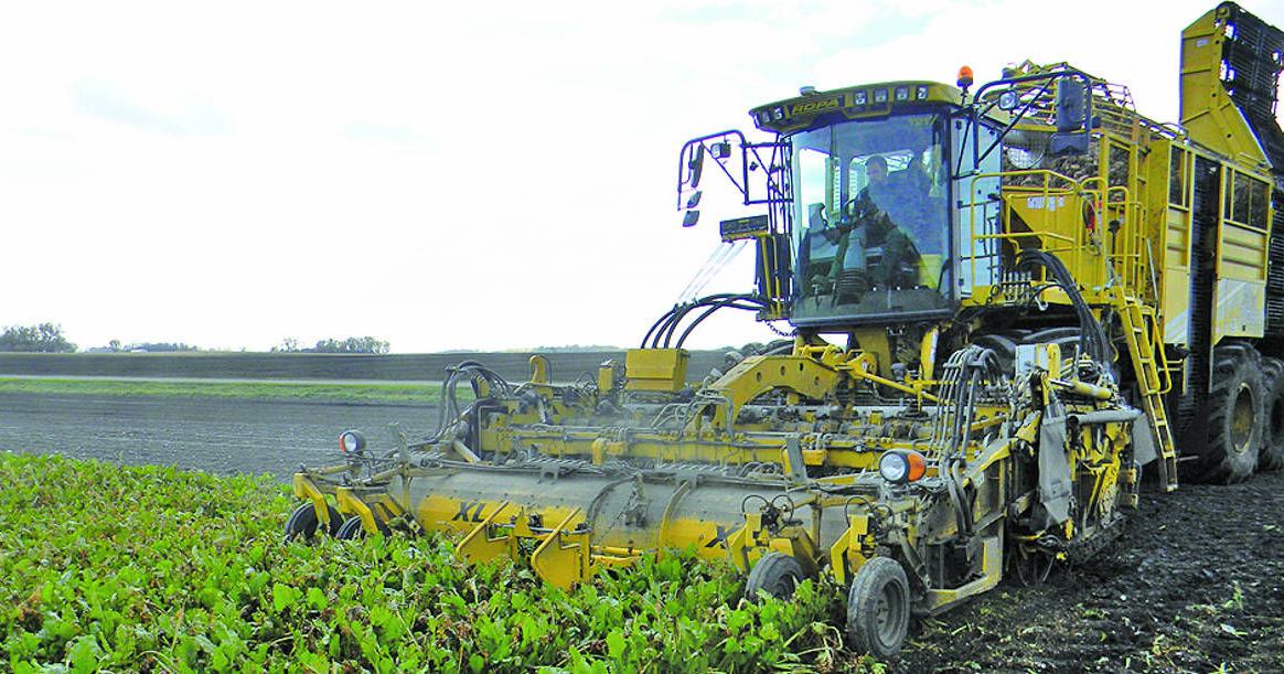 Beet harvesting machine battles soil compaction | News | thelandonline.com