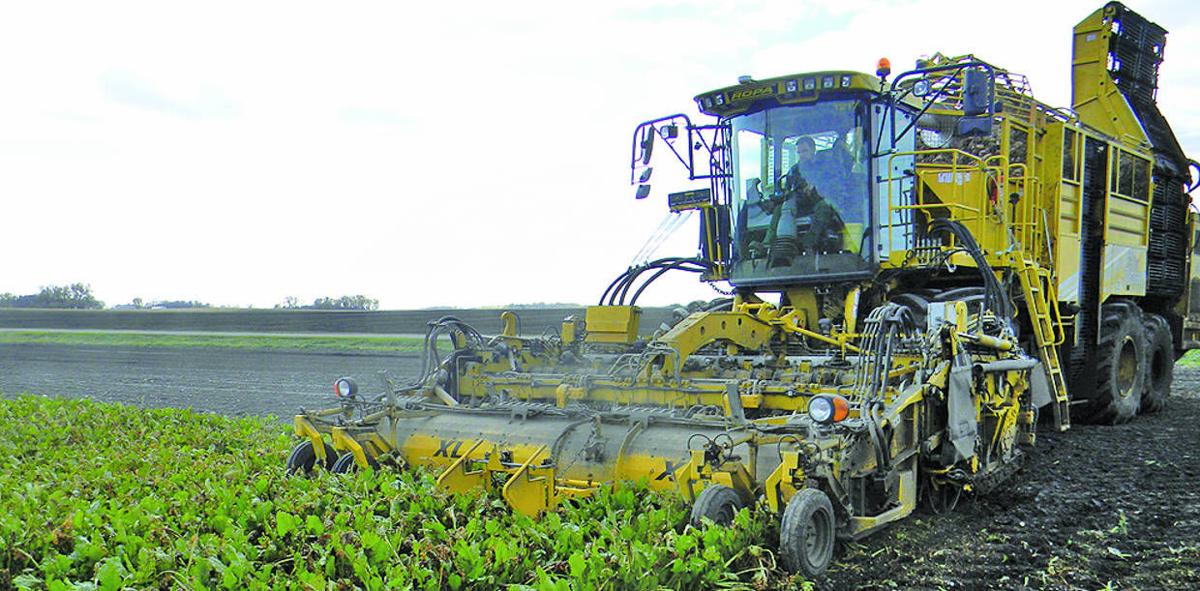 Beet harvesting machine battles soil compaction | News | thelandonline.com