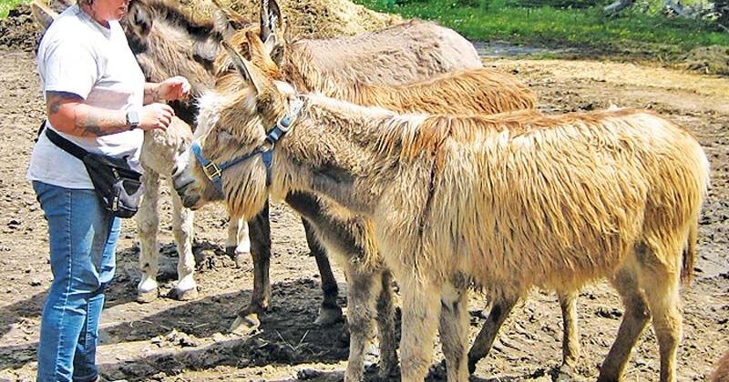 Unwanted or abused, ‘crazy donkey lady’ takes them in | News ...