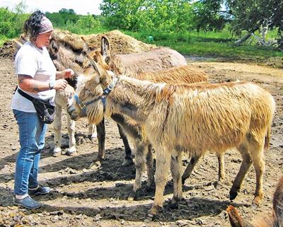 Unwanted or abused, ‘crazy donkey lady’ takes them in | News ...