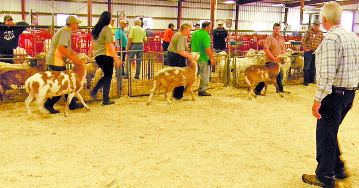 Minnesota Sheep producers are tops in nation | News | thelandonline.com