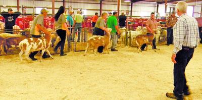 Minnesota Sheep producers are tops in nation | News | thelandonline.com