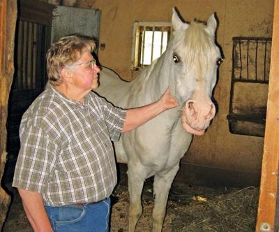 Bartz’s therapy Arabians are quick to sense your mood | News ...