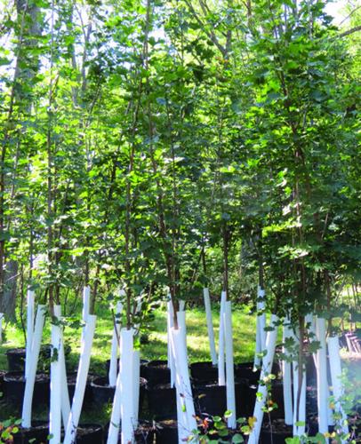 ‘The Tree Man’ is modern-day Johnny Appleseed | News | thelandonline.com