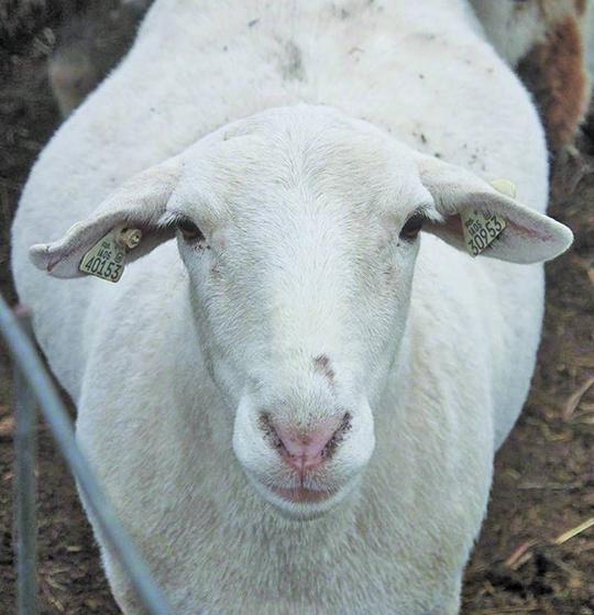 South African sheep thrive on Iowa grass, legumes | News ...